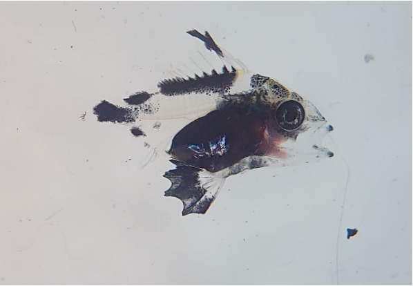 The First Juvenile Emperor Snapper Produced in Seychelles – Seychelles ...